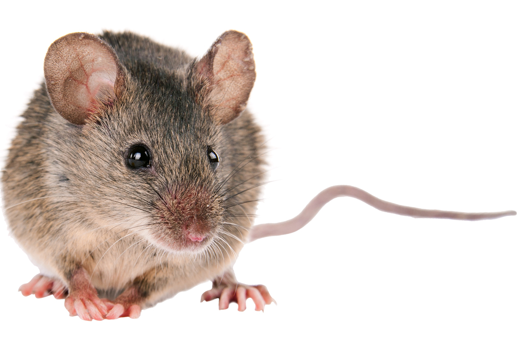 Quick Facts About House Mice From DKS Pest Control Quick Facts About House Mice From DKS Pest Control